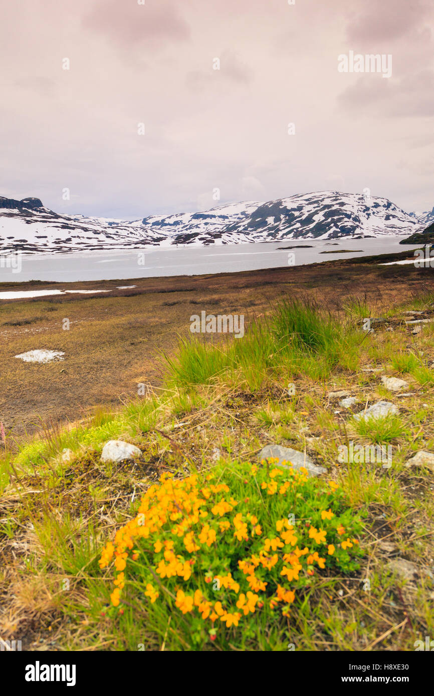 Norwegian scenic mountains landscape. Yellow spring flowers in front ...