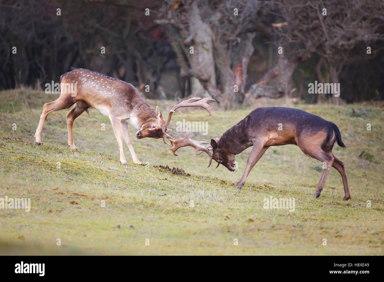 two fallow deer bucks fighting during the rutting season Stock Photo ...