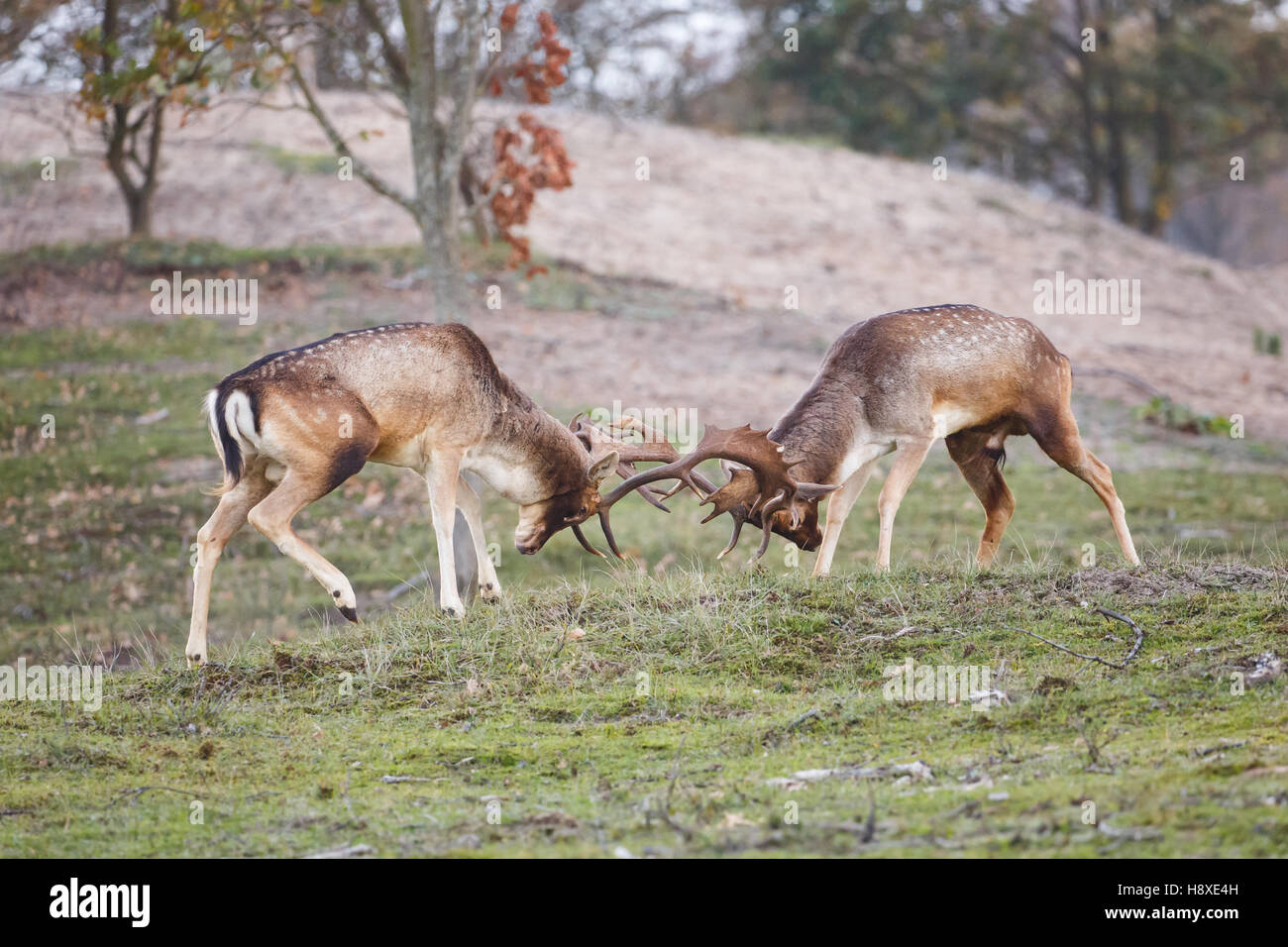 two fallow deer bucks fighting during the rutting season Stock Photo ...