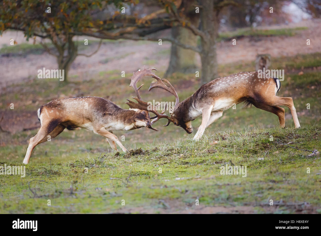 two fallow deer bucks fighting during the rutting season Stock Photo ...