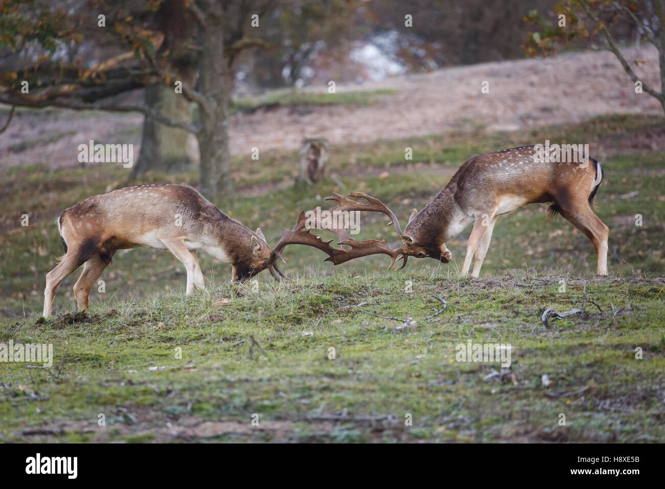 two fallow deer bucks fighting during the rutting season Stock Photo ...