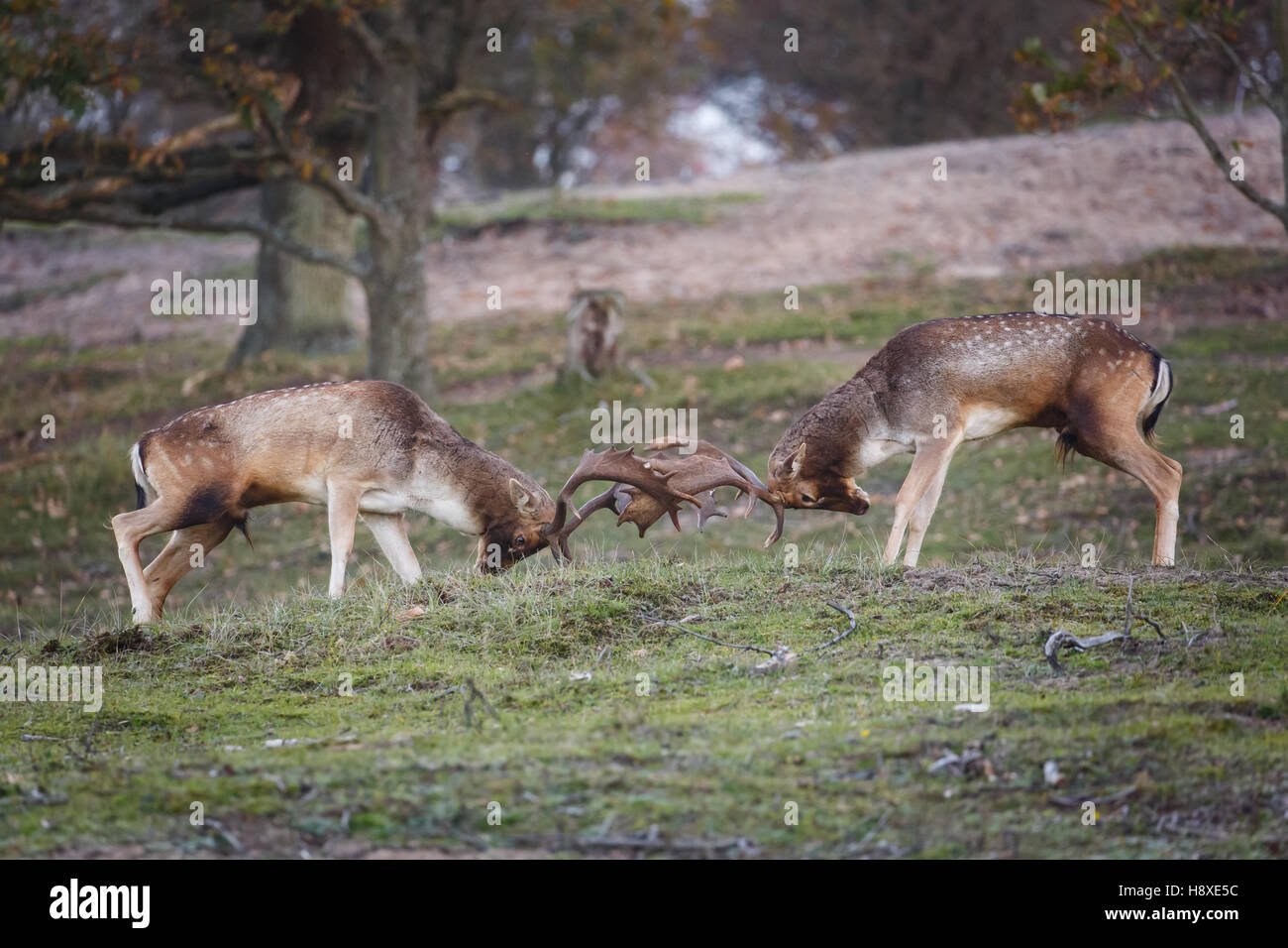 fallow deer during the rutting season Stock Photo - Alamy