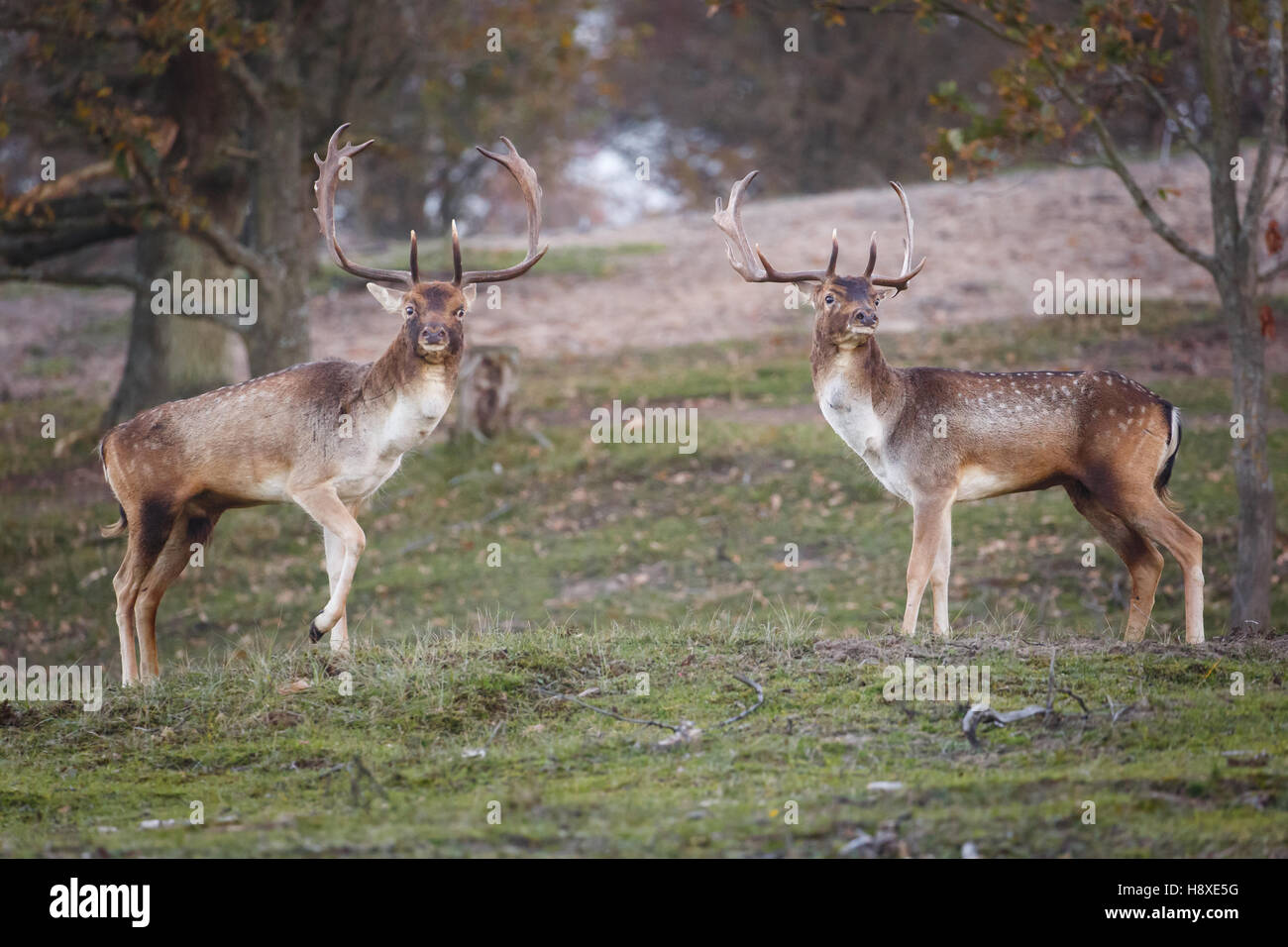 fallow deer during the rutting season Stock Photo - Alamy