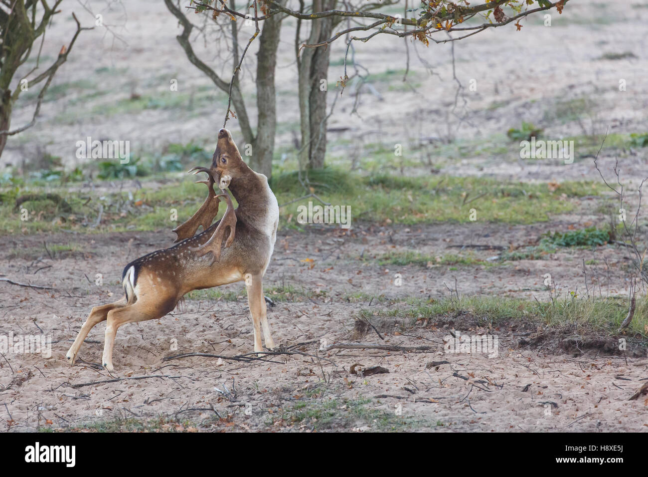 fallow deer during the rutting season Stock Photo - Alamy