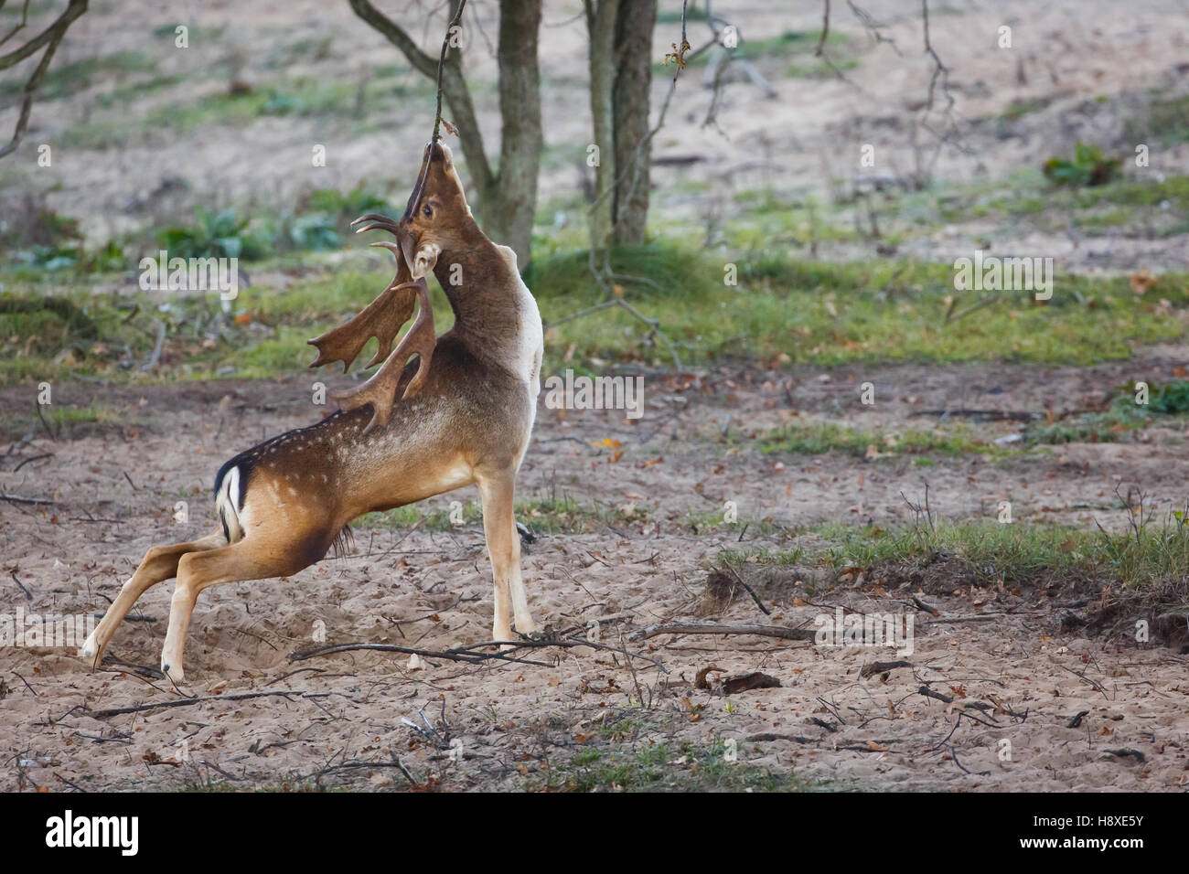 fallow deer during the rutting season Stock Photo - Alamy