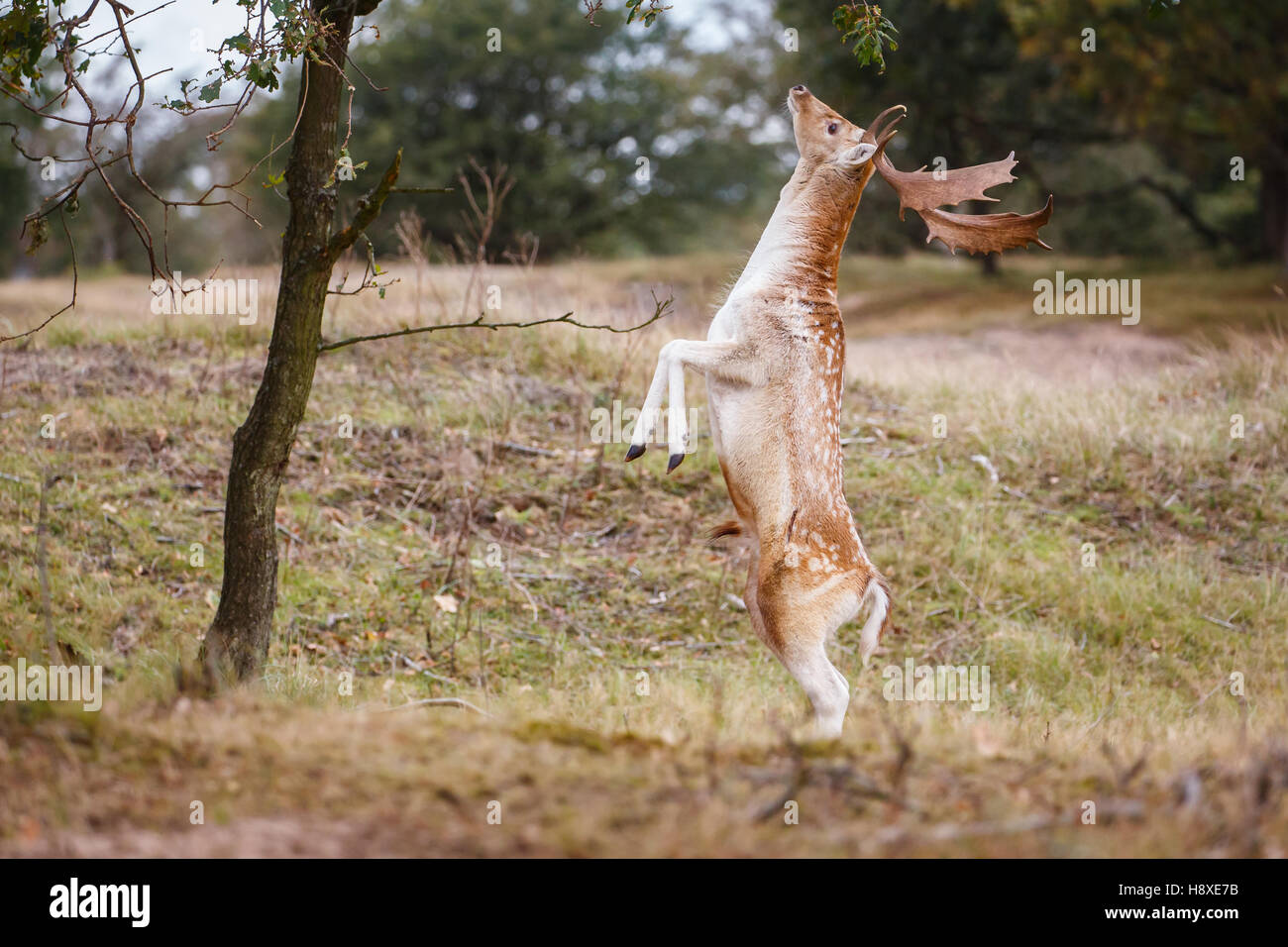 fallow deer eating from a tree Stock Photo - Alamy