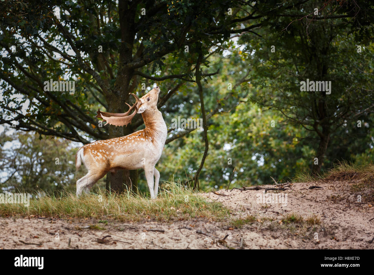 Deer eating tree hi-res stock photography and images - Alamy