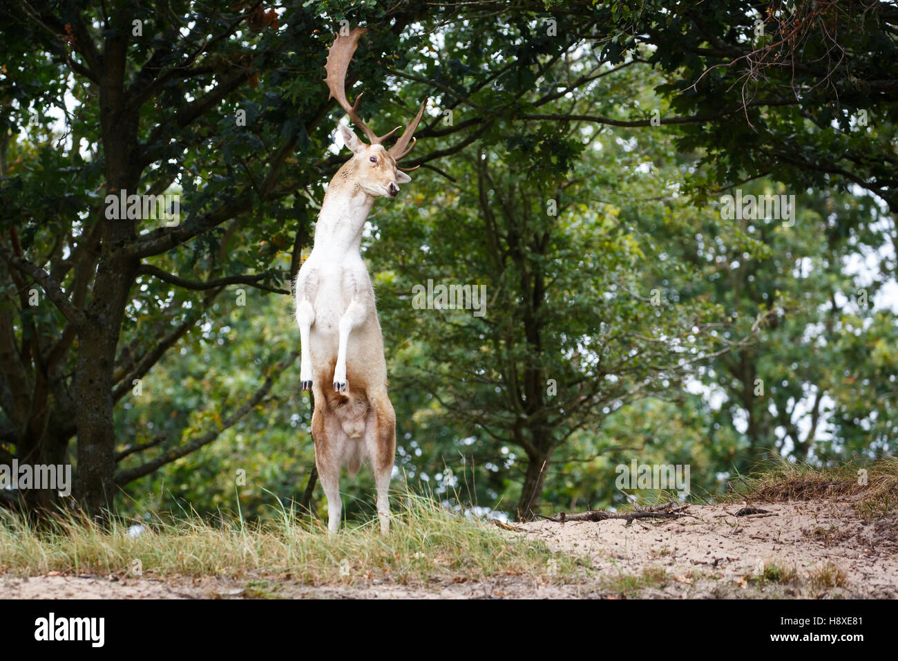 fallow deer eating from a tree Stock Photo - Alamy