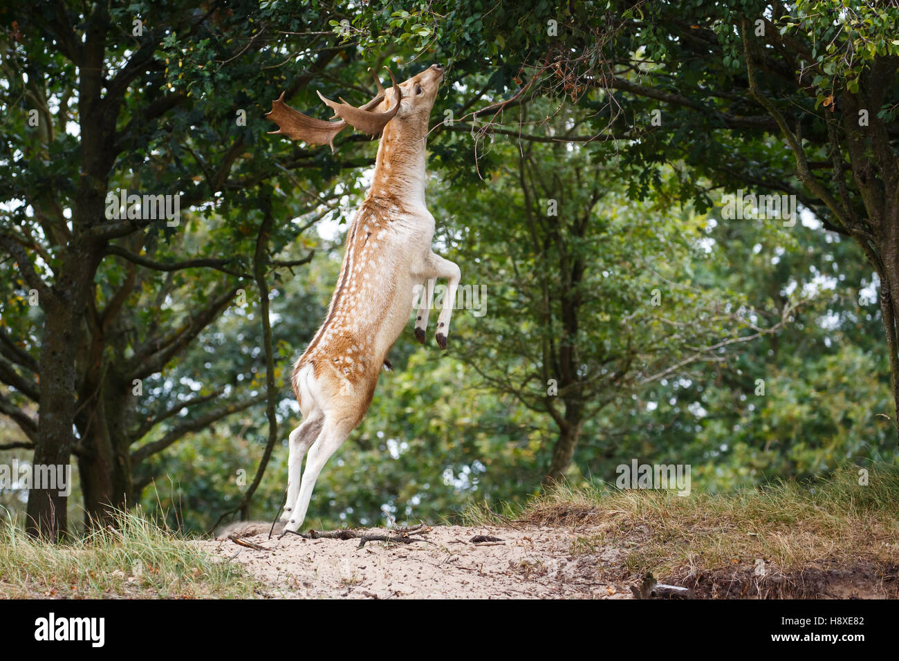 fallow deer eating from a tree Stock Photo - Alamy