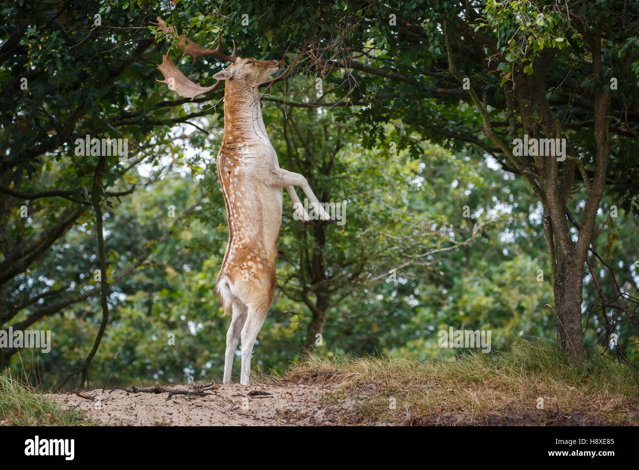 fallow deer eating from a tree Stock Photo - Alamy