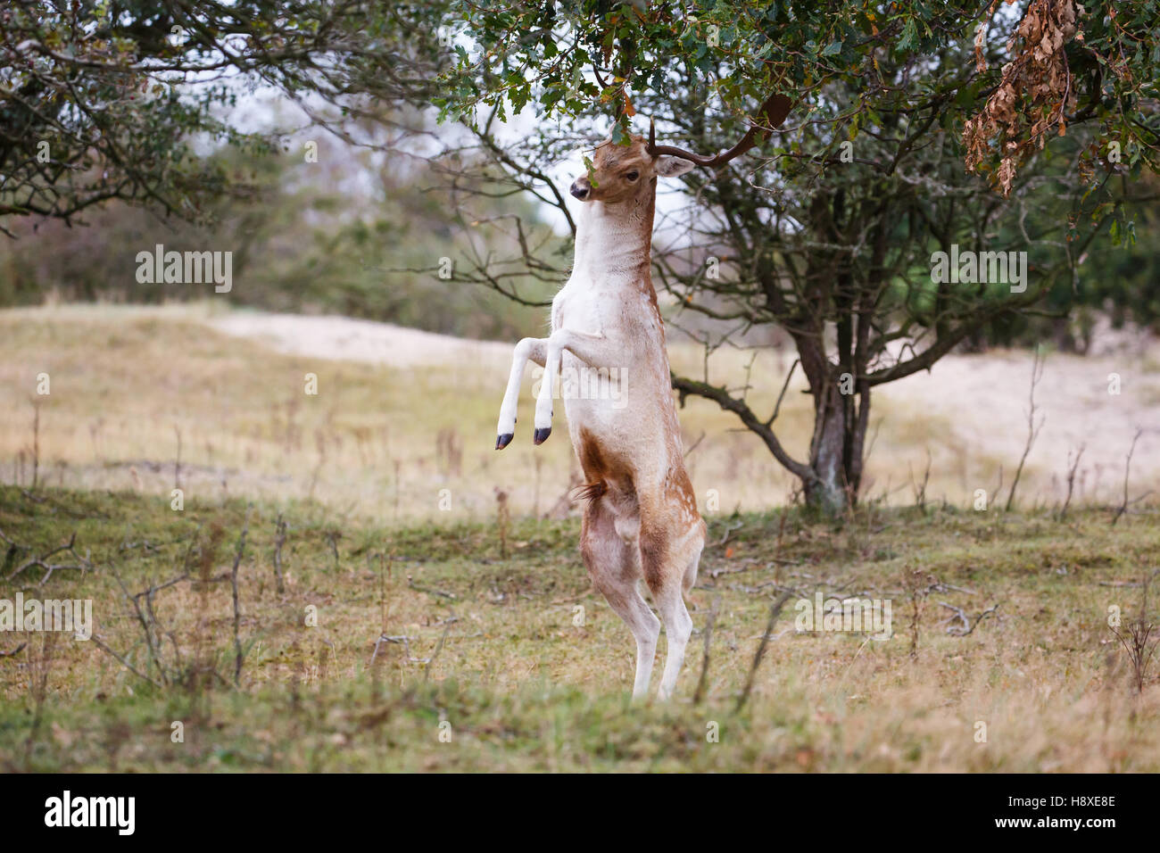 fallow deer eating from a tree Stock Photo - Alamy