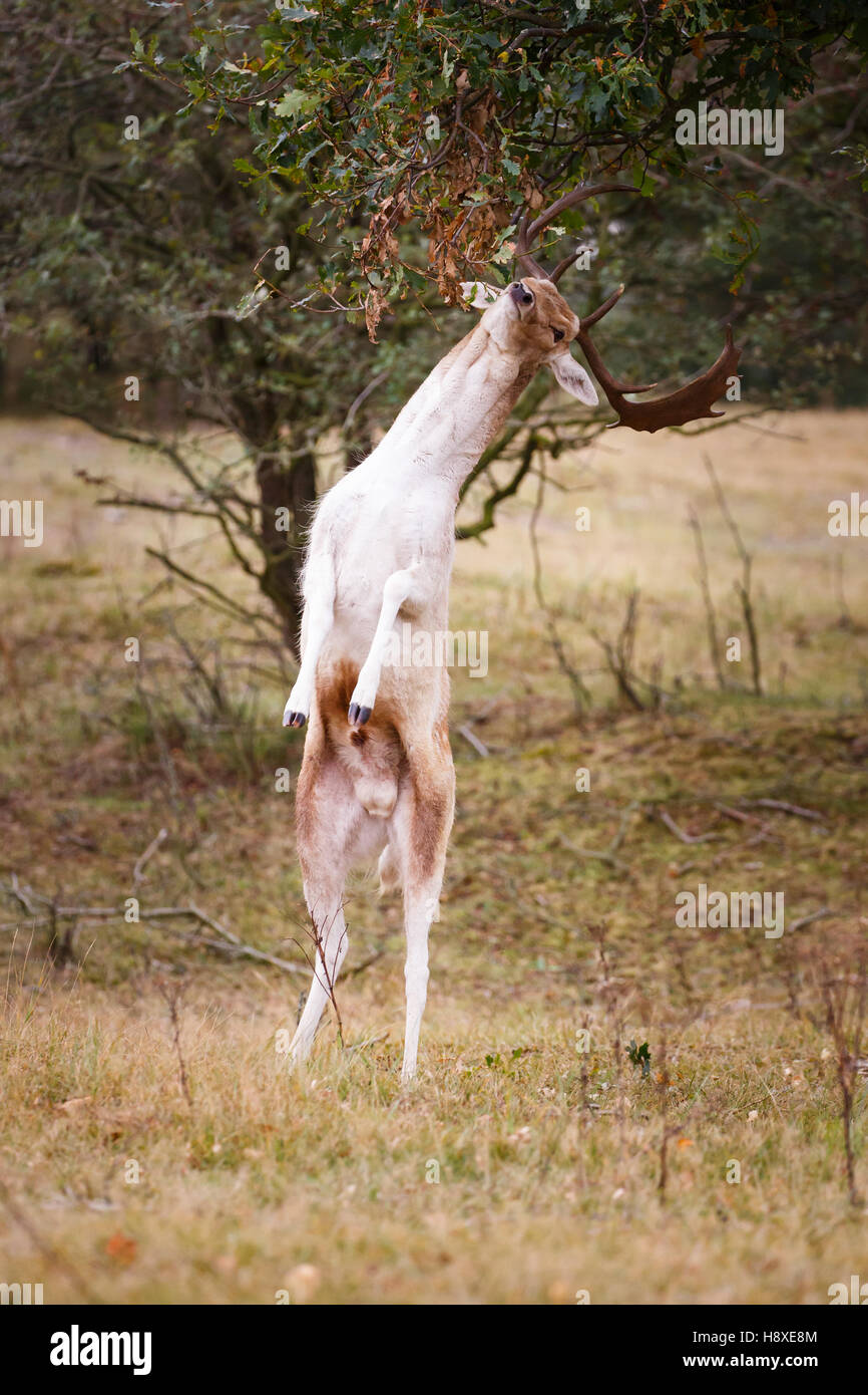 fallow deer eating from a tree Stock Photo - Alamy