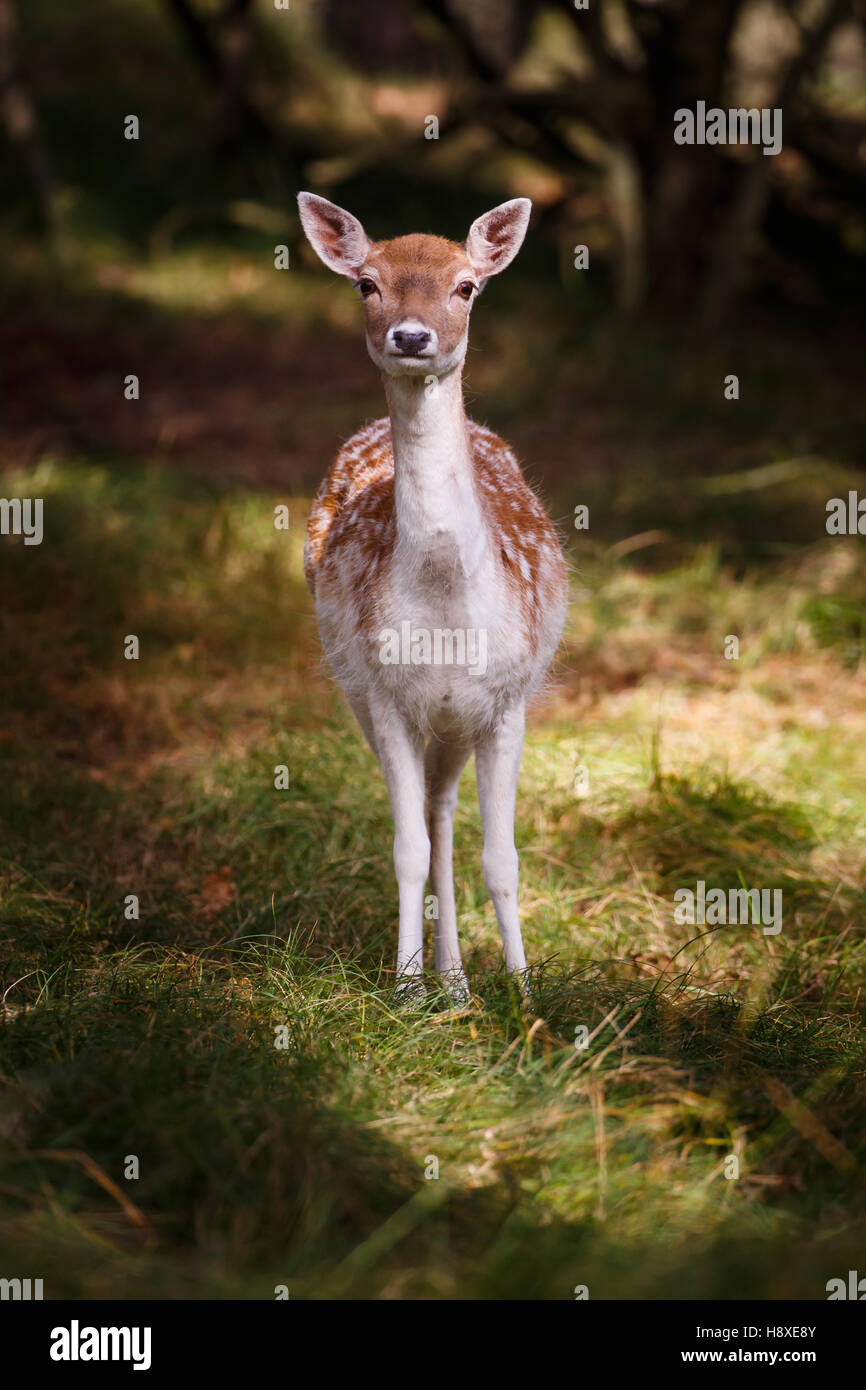 Fallow deer hi-res stock photography and images - Alamy