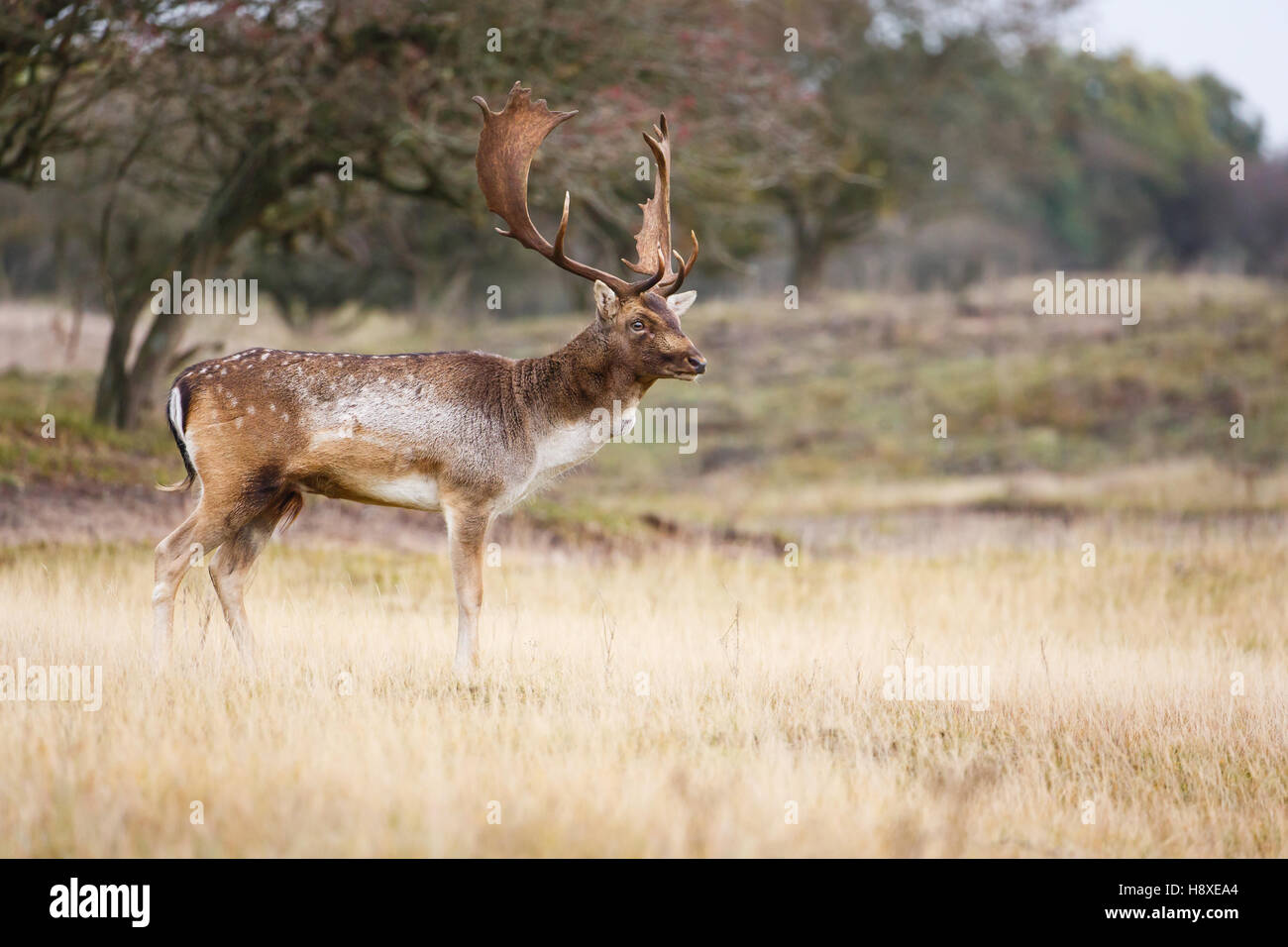 fallow deer during the rutting season Stock Photo - Alamy