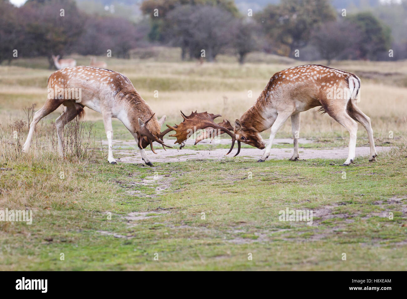 two fallow deer bucks fighting during the rutting season Stock Photo ...