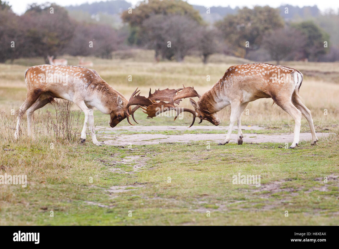two fallow deer bucks fighting during the rutting season Stock Photo ...