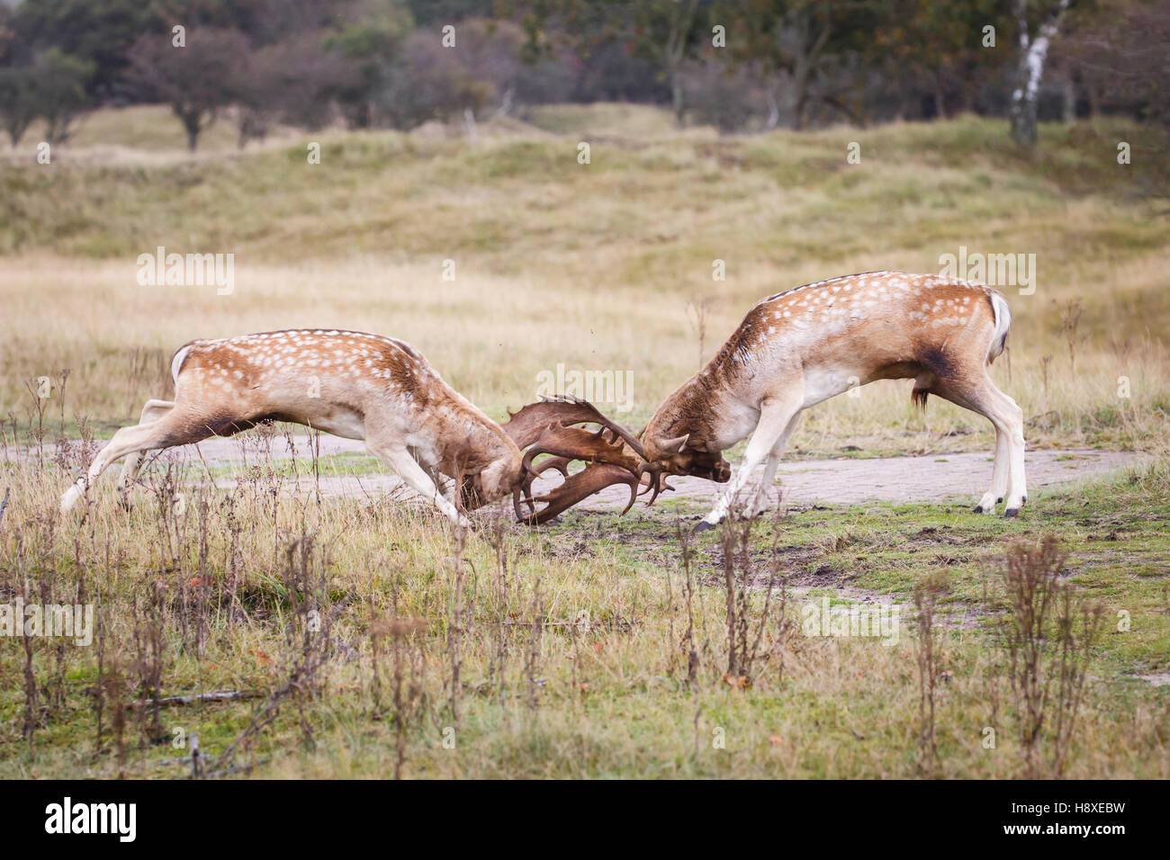 two fallow deer bucks fighting during the rutting season Stock Photo ...