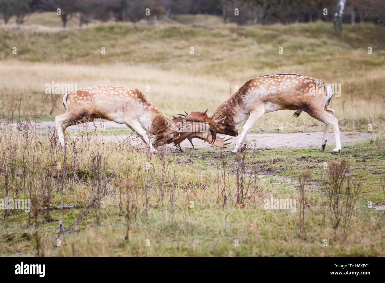 two fallow deer bucks fighting during the rutting season Stock Photo ...