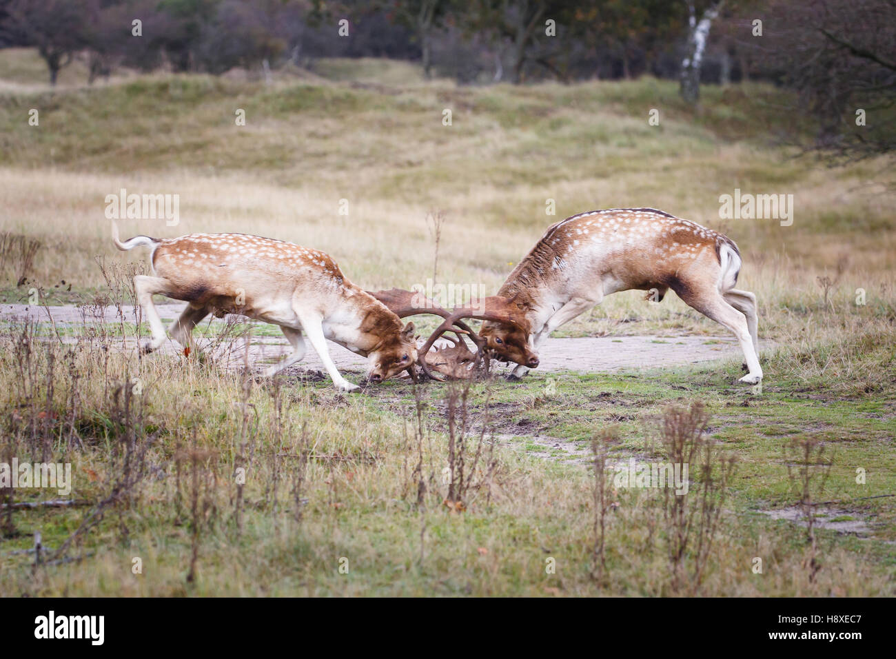 two fallow deer bucks fighting during the rutting season Stock Photo ...
