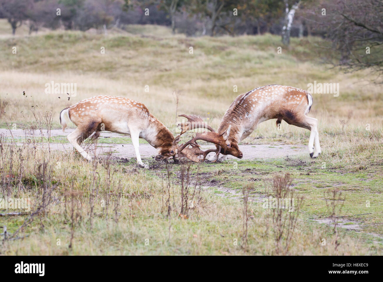 two fallow deer bucks fighting during the rutting season Stock Photo ...
