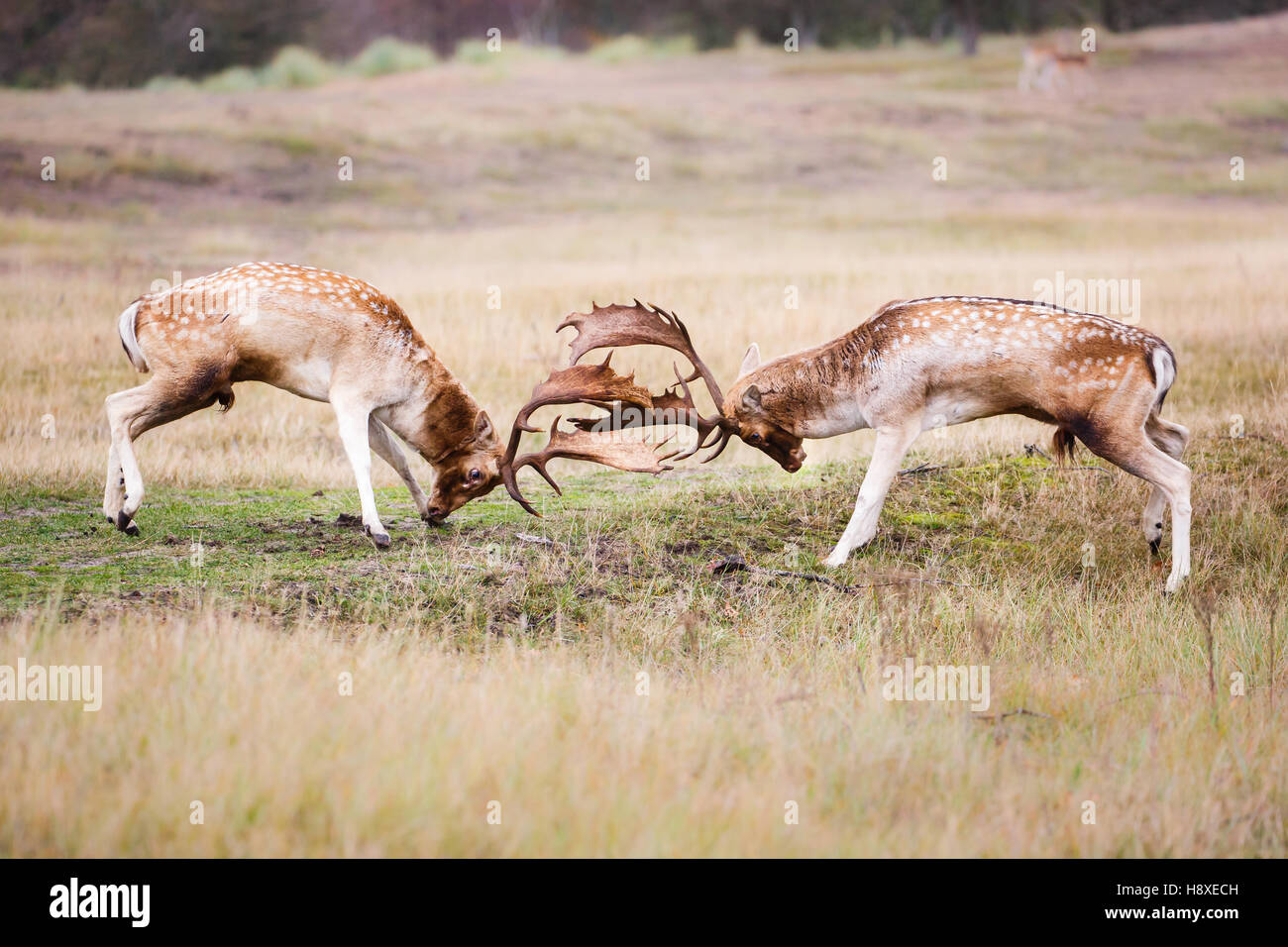 two fallow deer bucks fighting during the rutting season Stock Photo ...