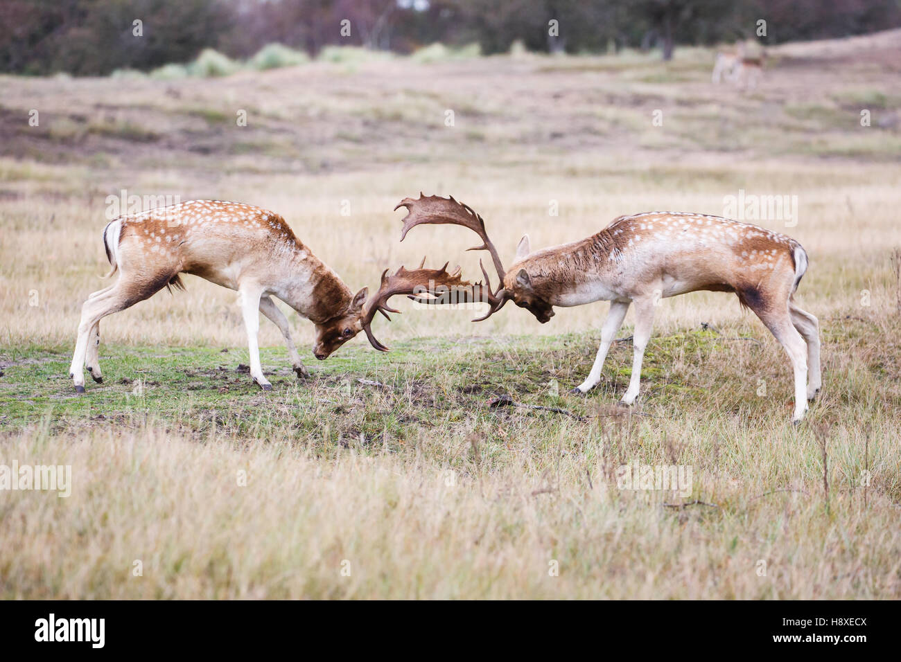 two fallow deer bucks fighting during the rutting season Stock Photo ...