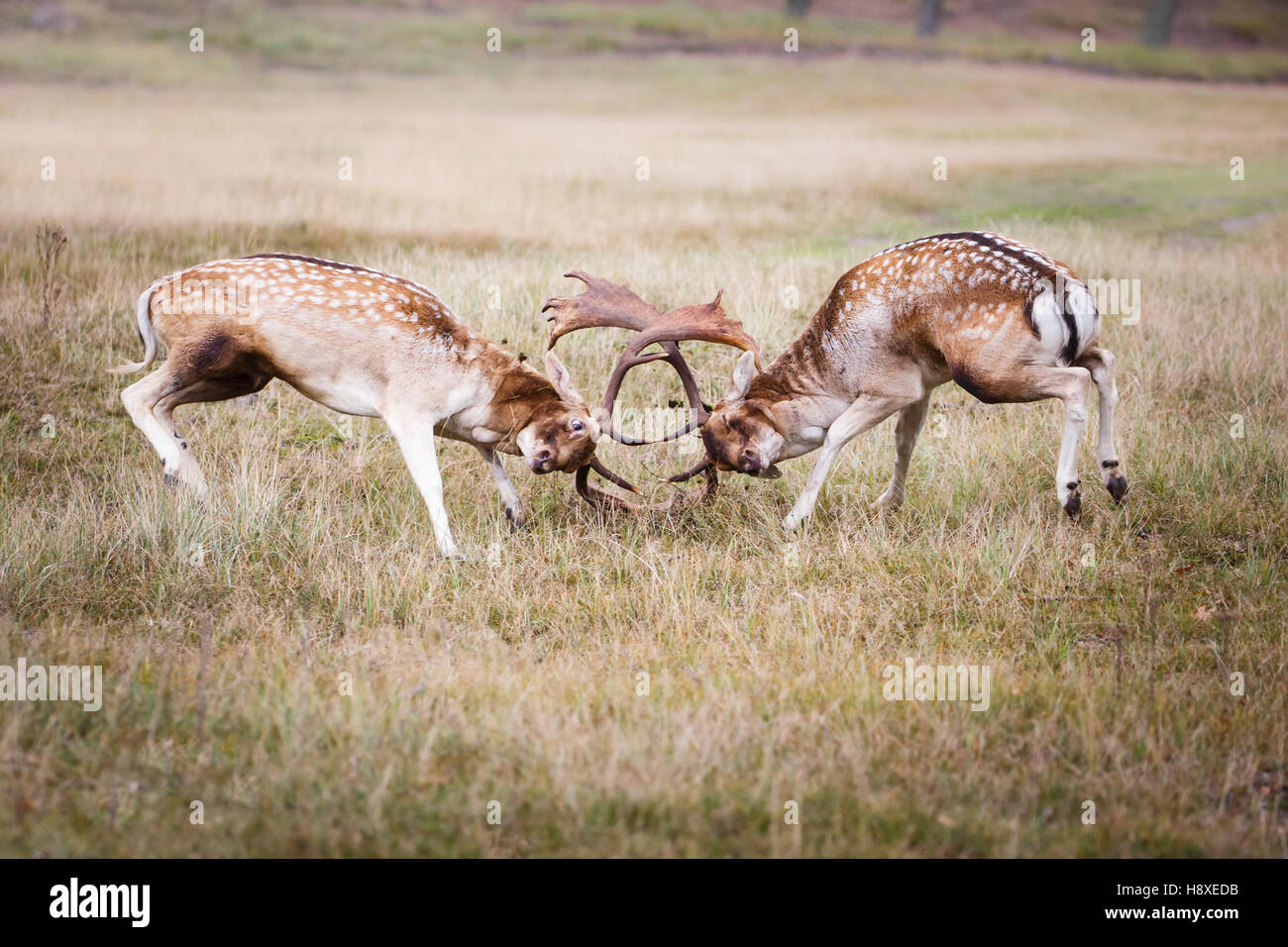 two fallow deer bucks fighting during the rutting season Stock Photo ...