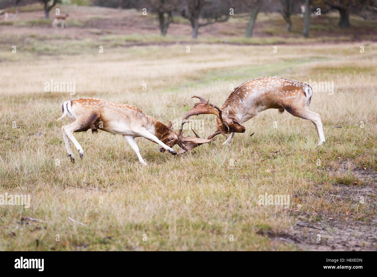 two fallow deer bucks fighting during the rutting season Stock Photo ...