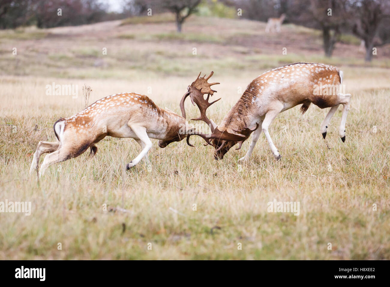two fallow deer bucks fighting during the rutting season Stock Photo ...