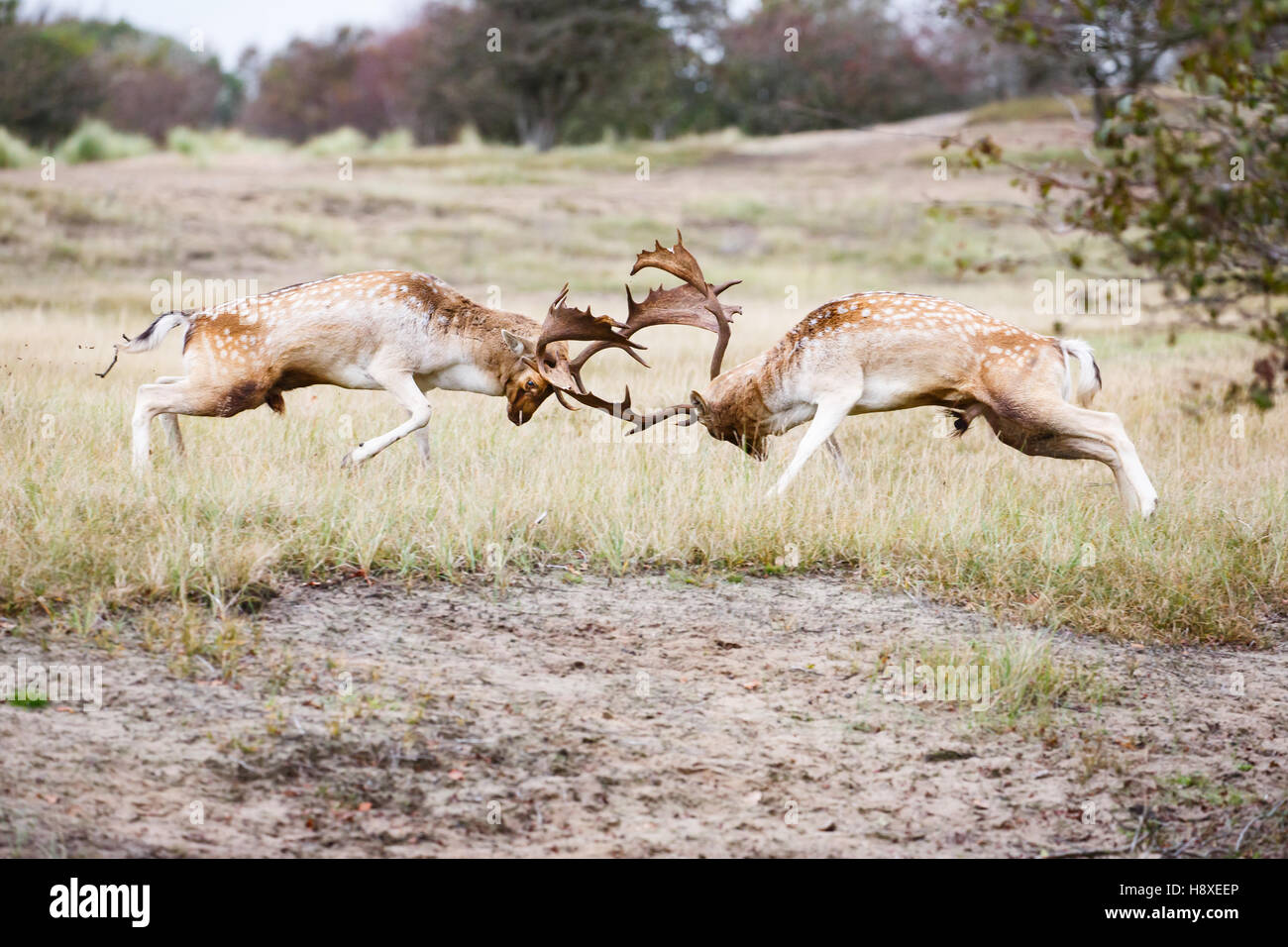 two fallow deer bucks fighting during the rutting season Stock Photo ...