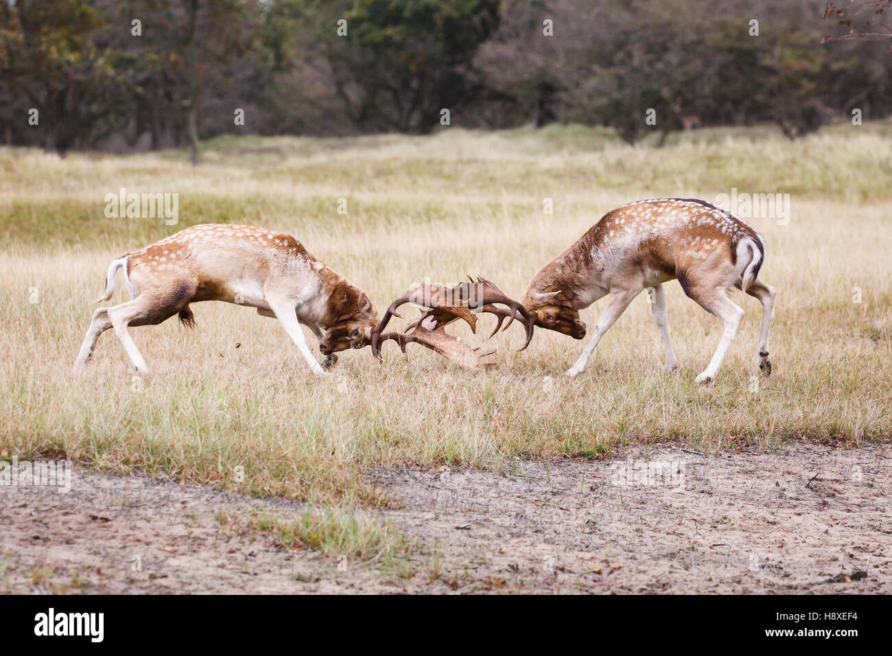 two fallow deer bucks fighting during the rutting season Stock Photo ...