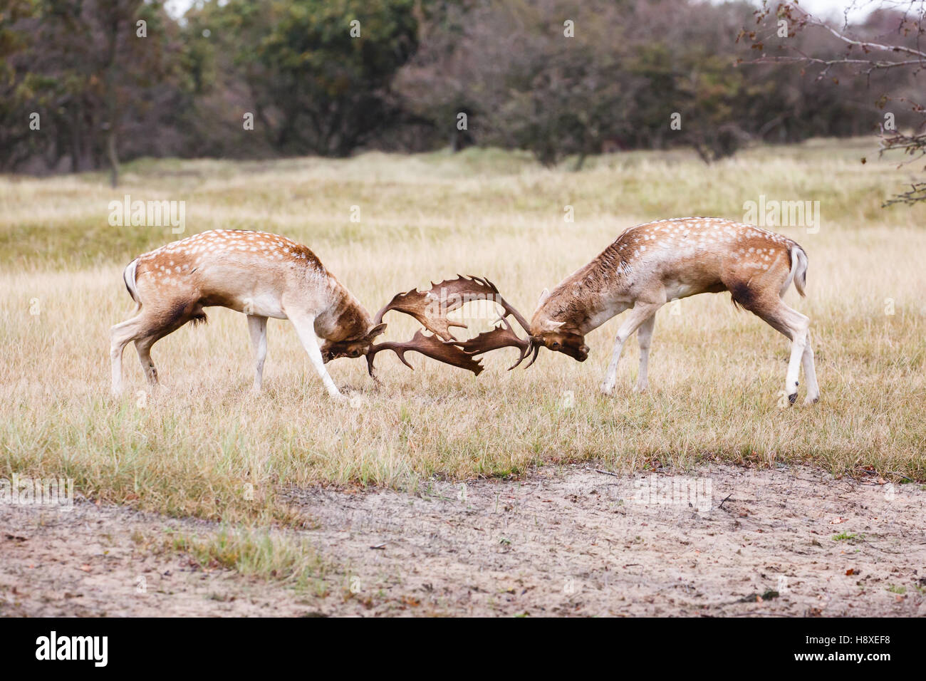 two fallow deer bucks fighting during the rutting season Stock Photo ...