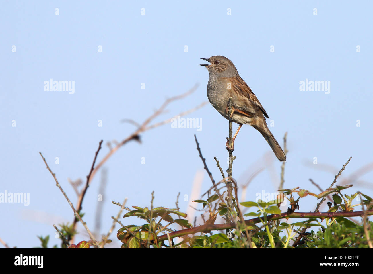Dunnock, (Prunella modularis), singing from the top of a bush, Cornwall ...