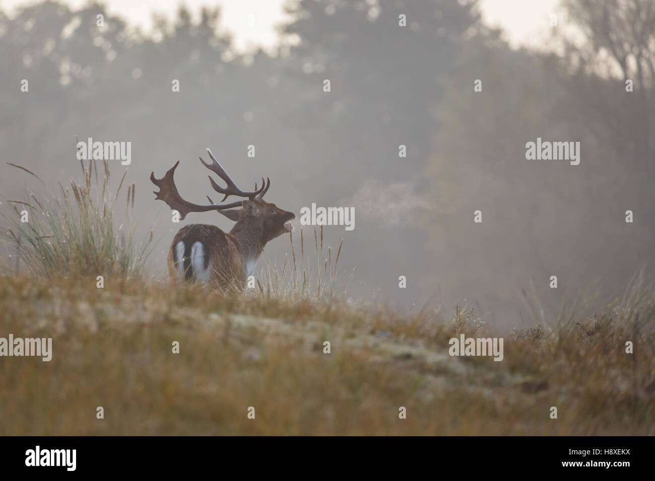 fallow deer during the rutting season Stock Photo - Alamy