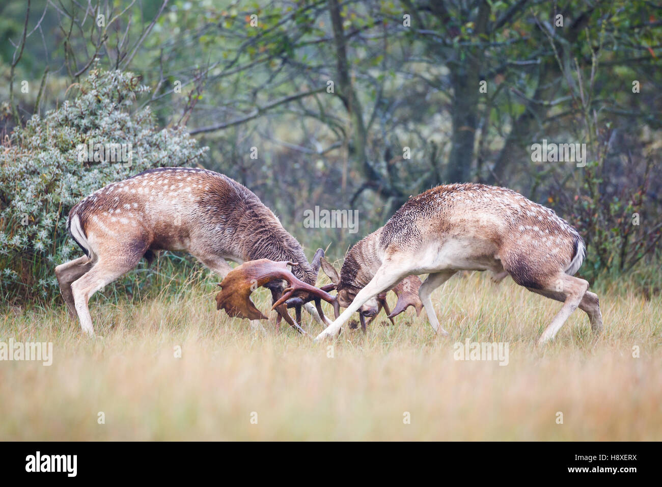 two fallow deer bucks fighting during the rutting season Stock Photo ...