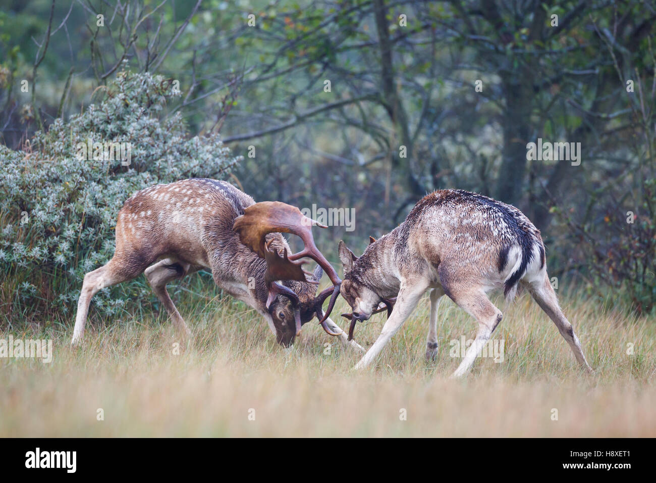 two fallow deer bucks fighting during the rutting season Stock Photo ...