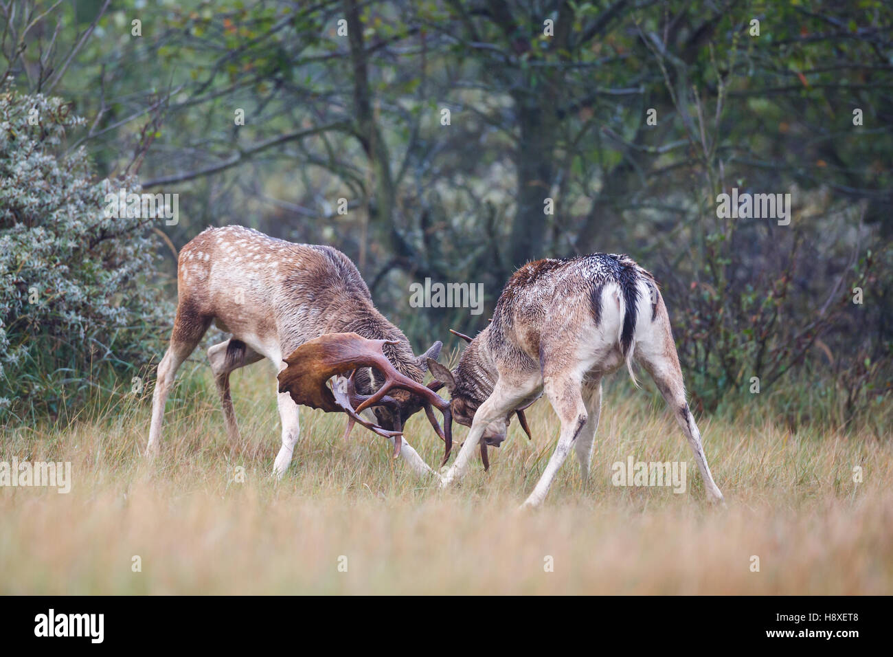 two fallow deer bucks fighting during the rutting season Stock Photo ...
