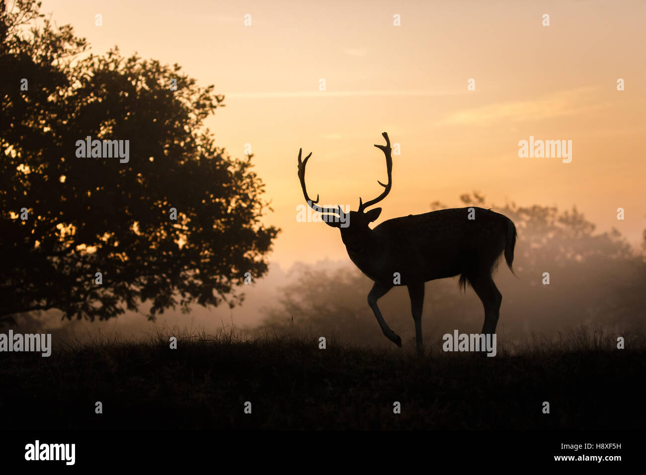 Deer at sunset hi-res stock photography and images - Alamy