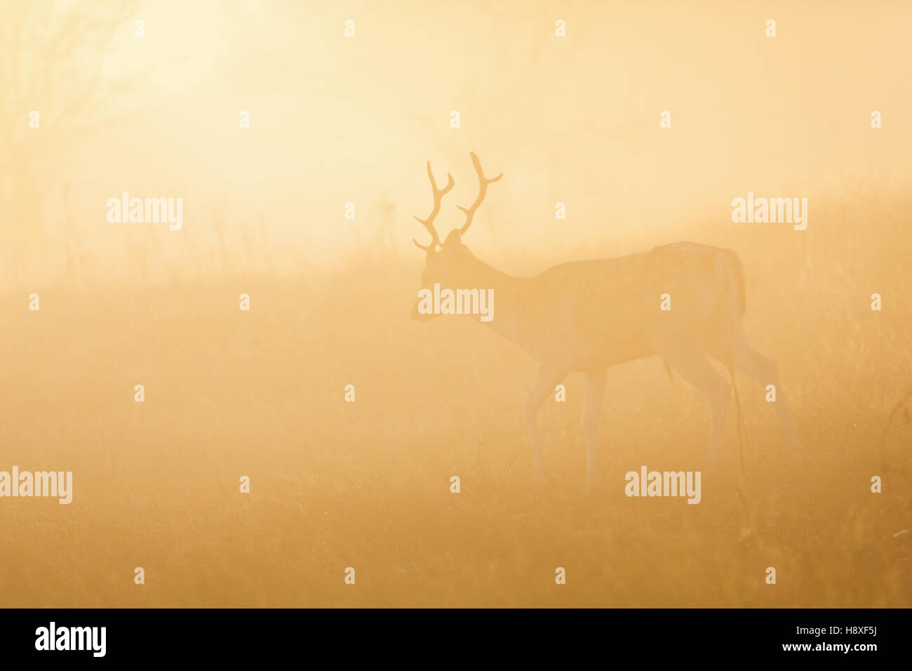 Fallow deer silhouette hi-res stock photography and images - Alamy
