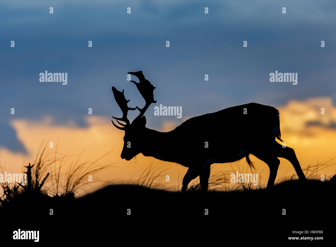 fallow deer during sunset Stock Photo - Alamy