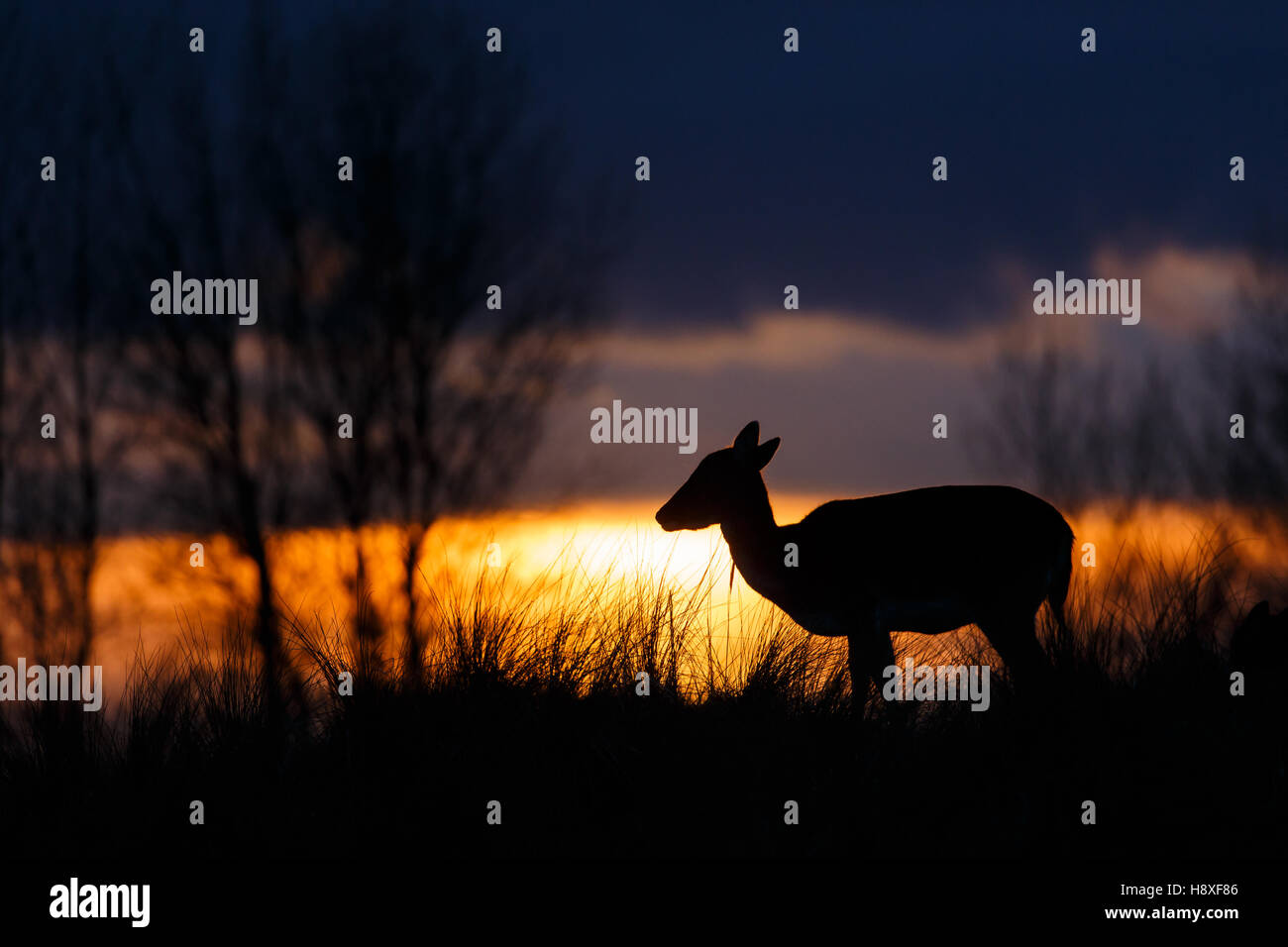 Fallow deer silhouette hi-res stock photography and images - Alamy