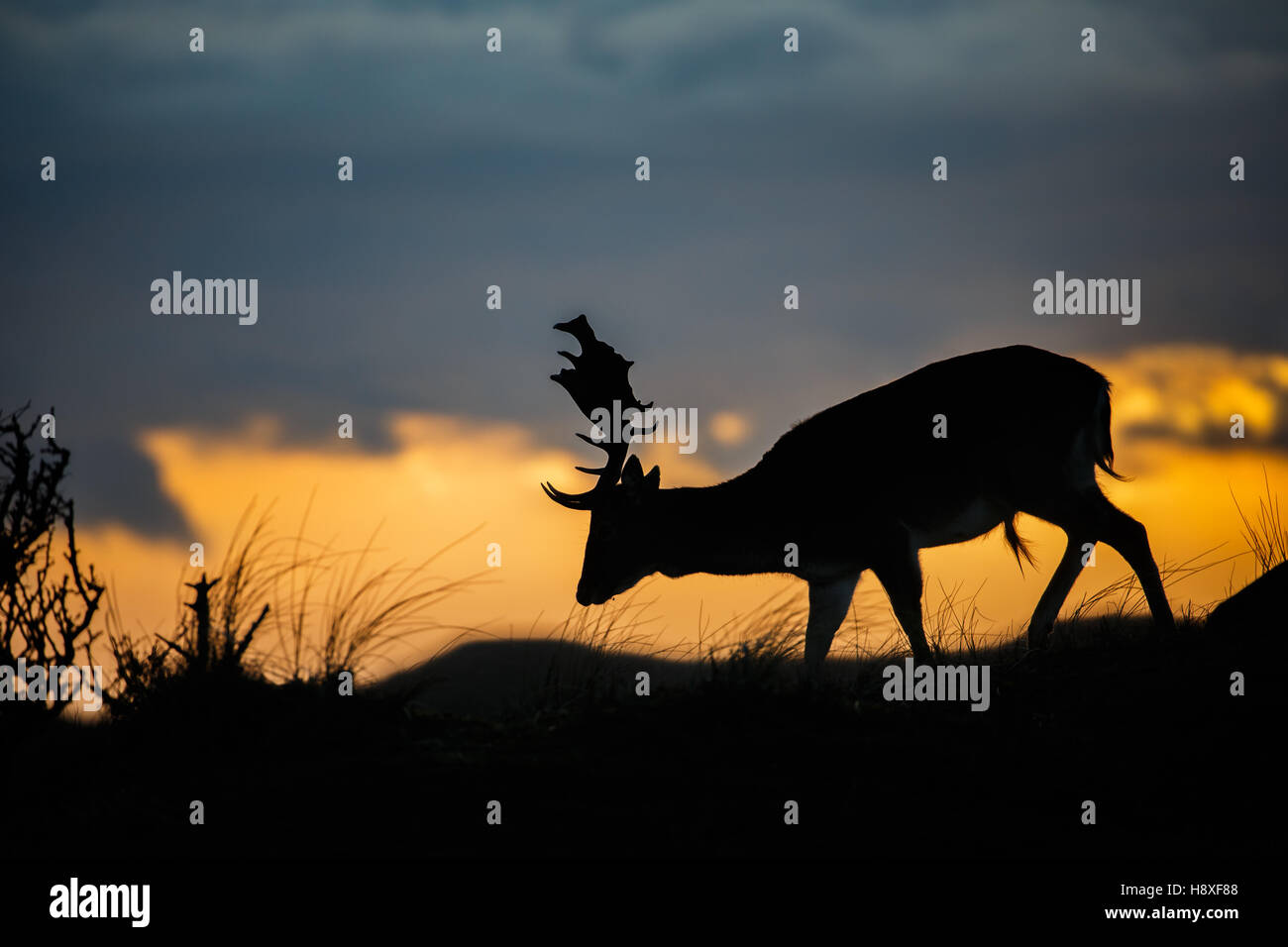 Deer at sunset hi-res stock photography and images - Alamy