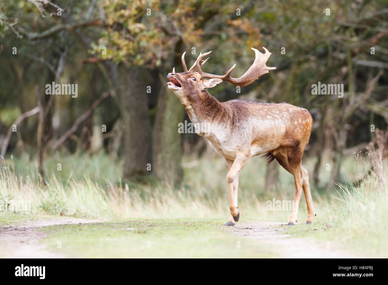 fallow deer during the rutting season Stock Photo - Alamy