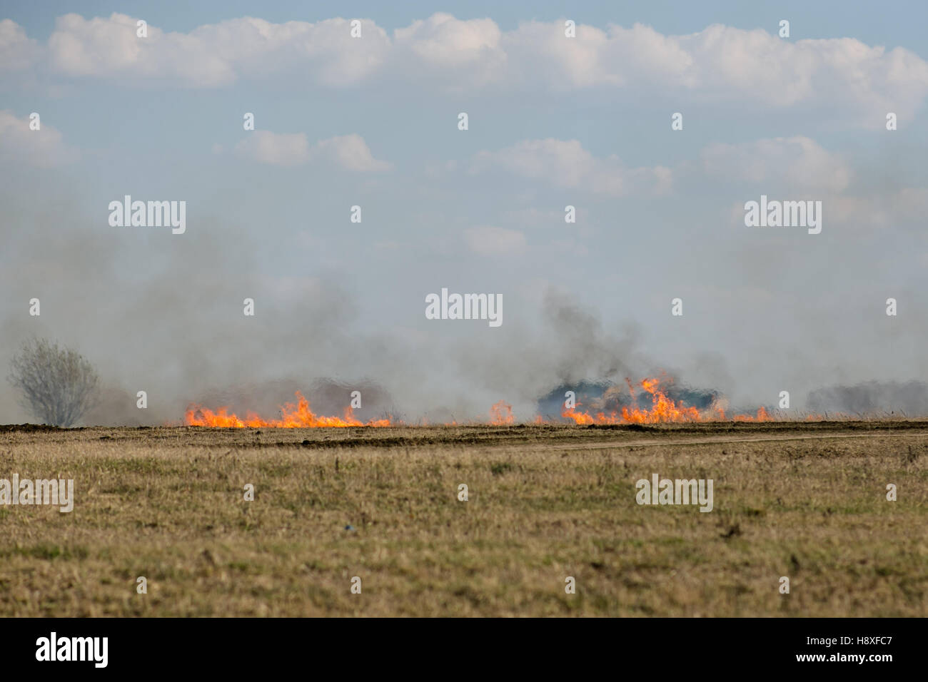 burning grass in the field Stock Photo - Alamy