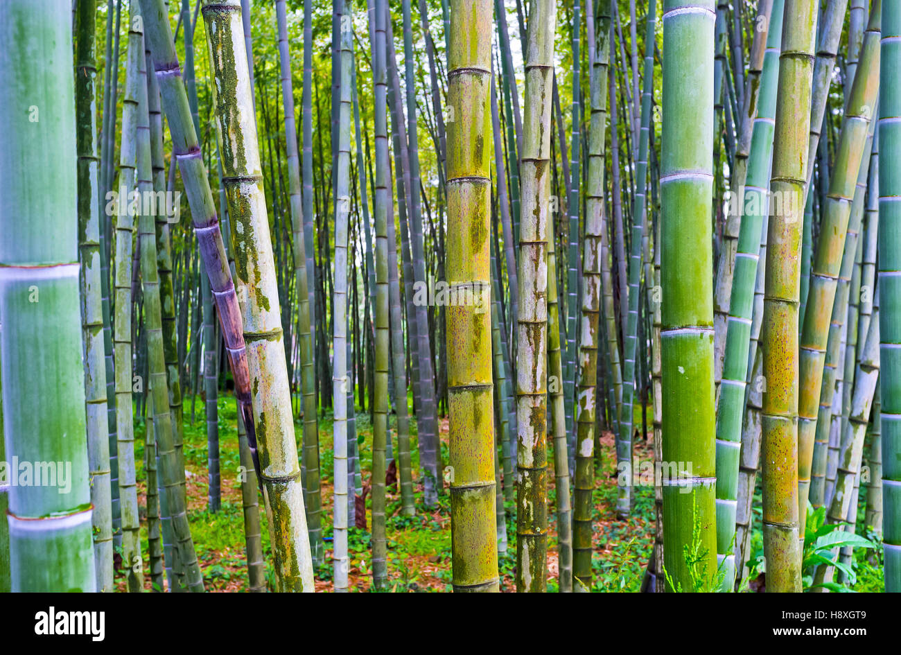 The green bamboo shoots in the Seaside Park of Batumi, Georgia Stock ...