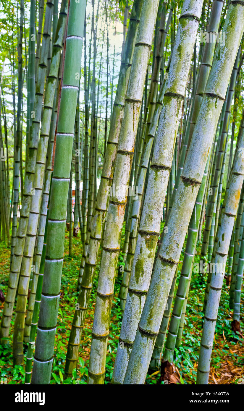 The bamboo grove is one of the most unusual places in the Seaside Park ...