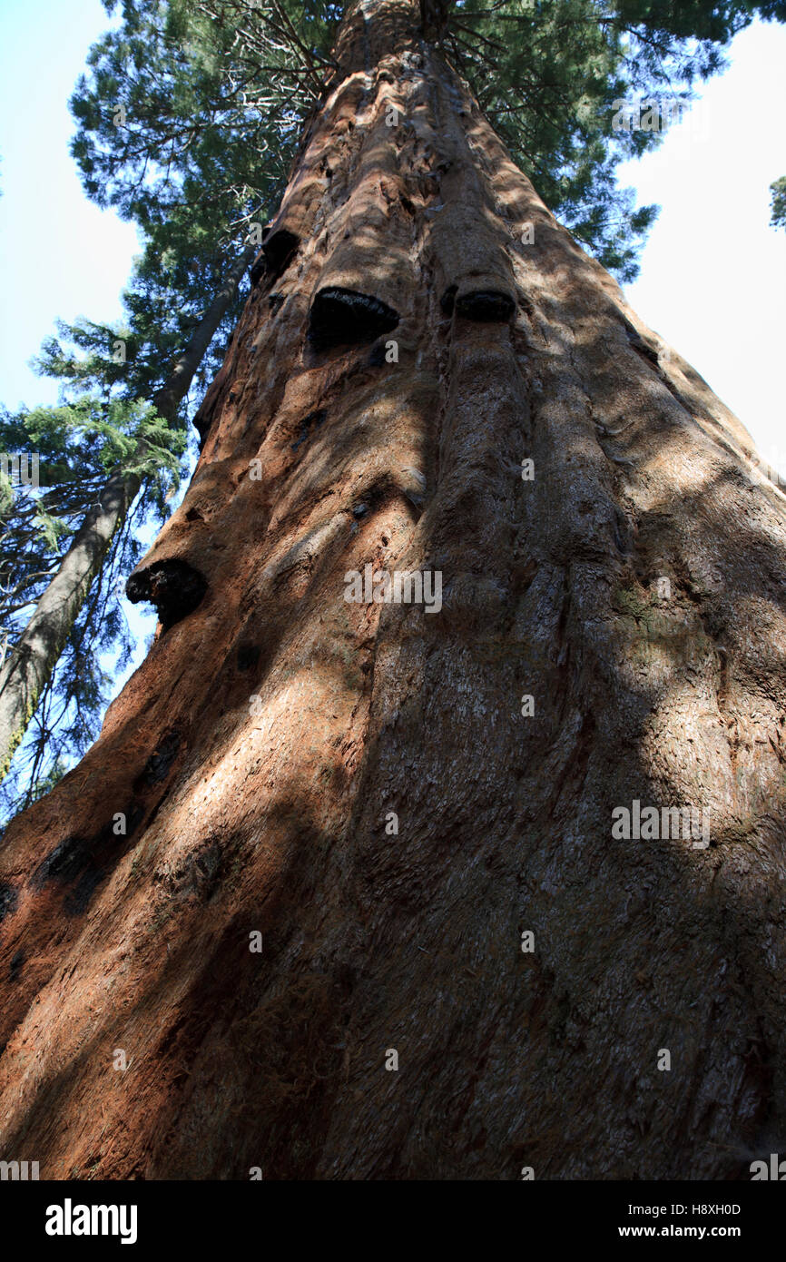 Giant Sequoia (Sequoiadendron giganteum) and spruce tree trunks ...