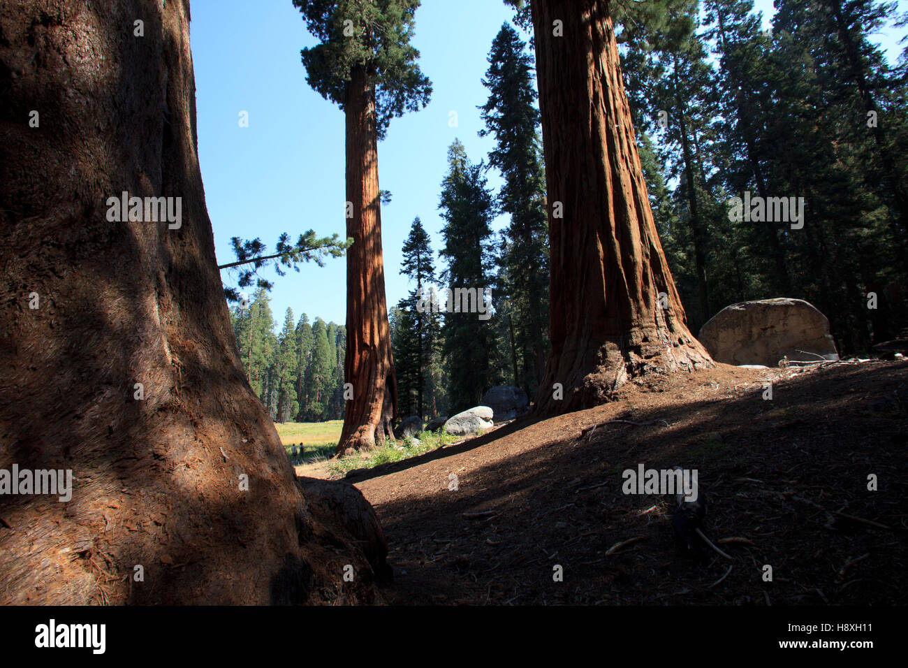 Giant Sequoia (Sequoiadendron giganteum) and spruce tree trunks ...