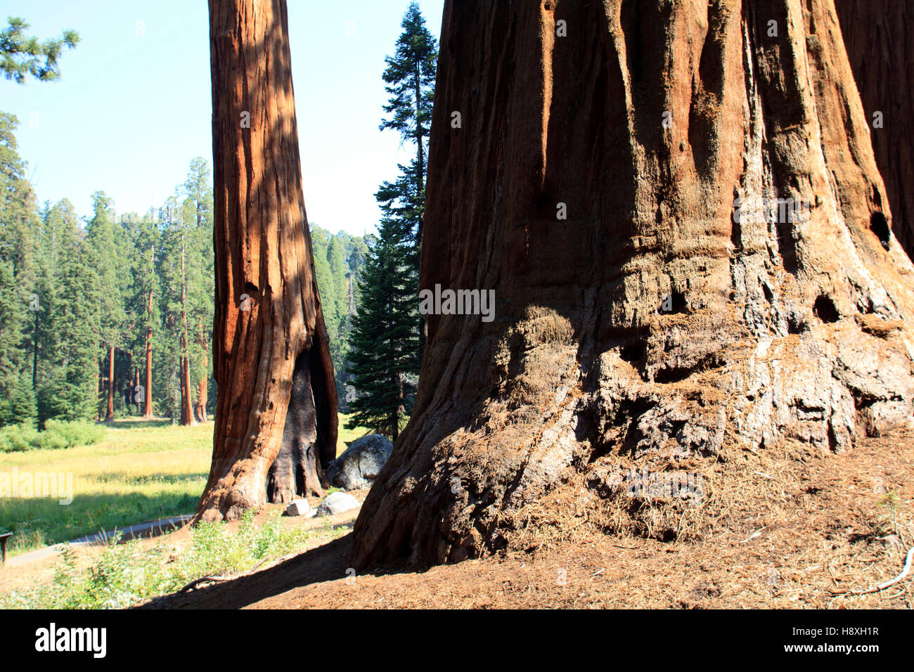 Giant Sequoia (Sequoiadendron giganteum) and spruce tree trunks ...