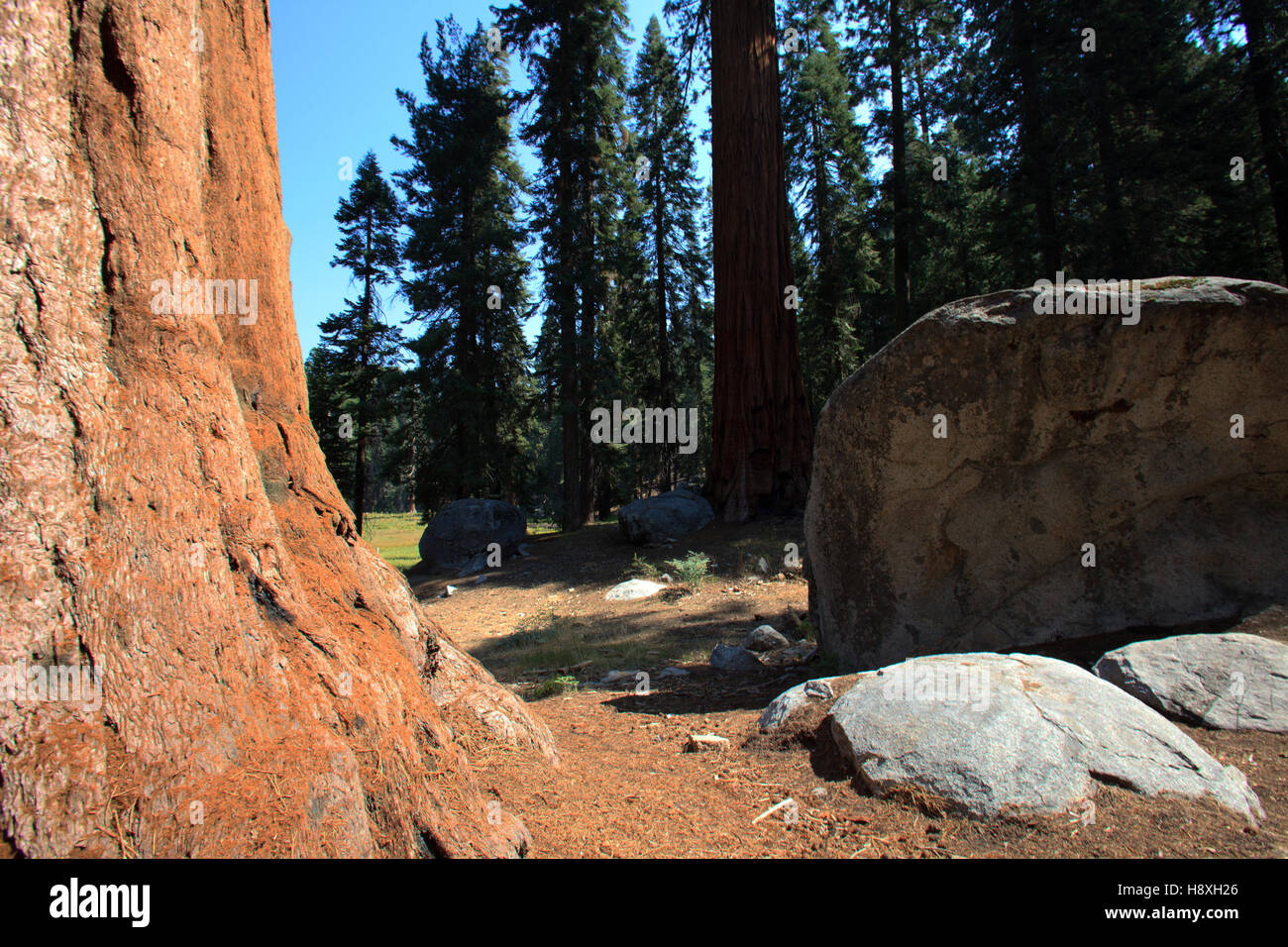 Giant Sequoia (Sequoiadendron giganteum) and spruce tree trunks ...